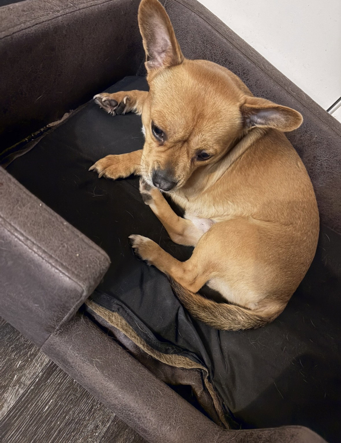 [ADOPTÉ] Billy - Chien Chihuahua X Bouledogue | Binôme Humain-Animal