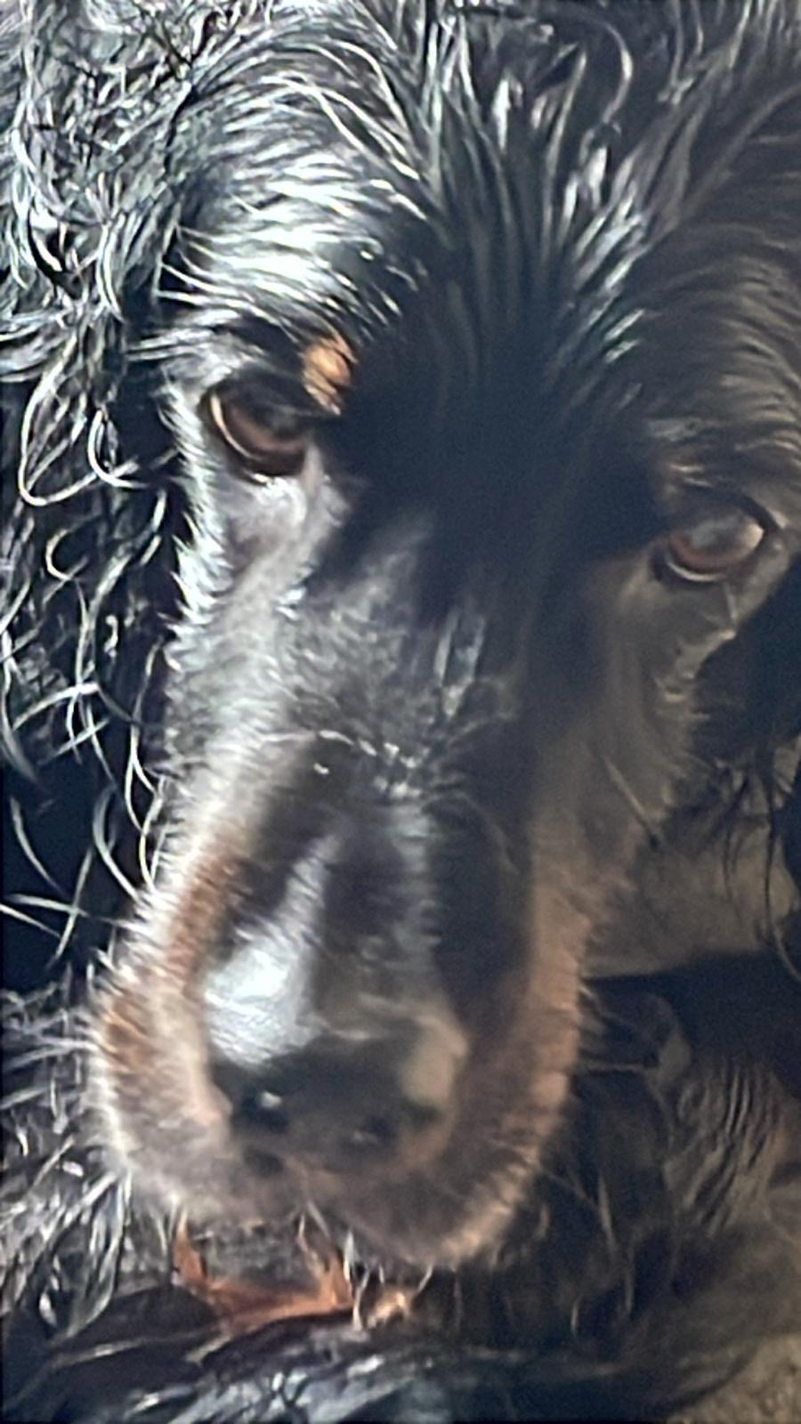 Jane - Chien Setter Gordon à l'adoption (Brabant wallon) | Binôme ...