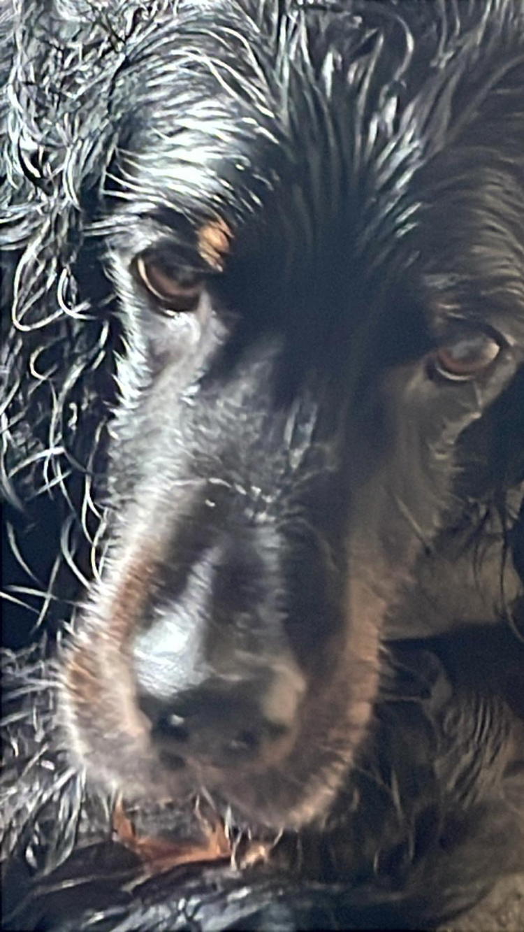 Jane - Chien Setter Gordon à l'adoption (Brabant wallon) | Binôme ...