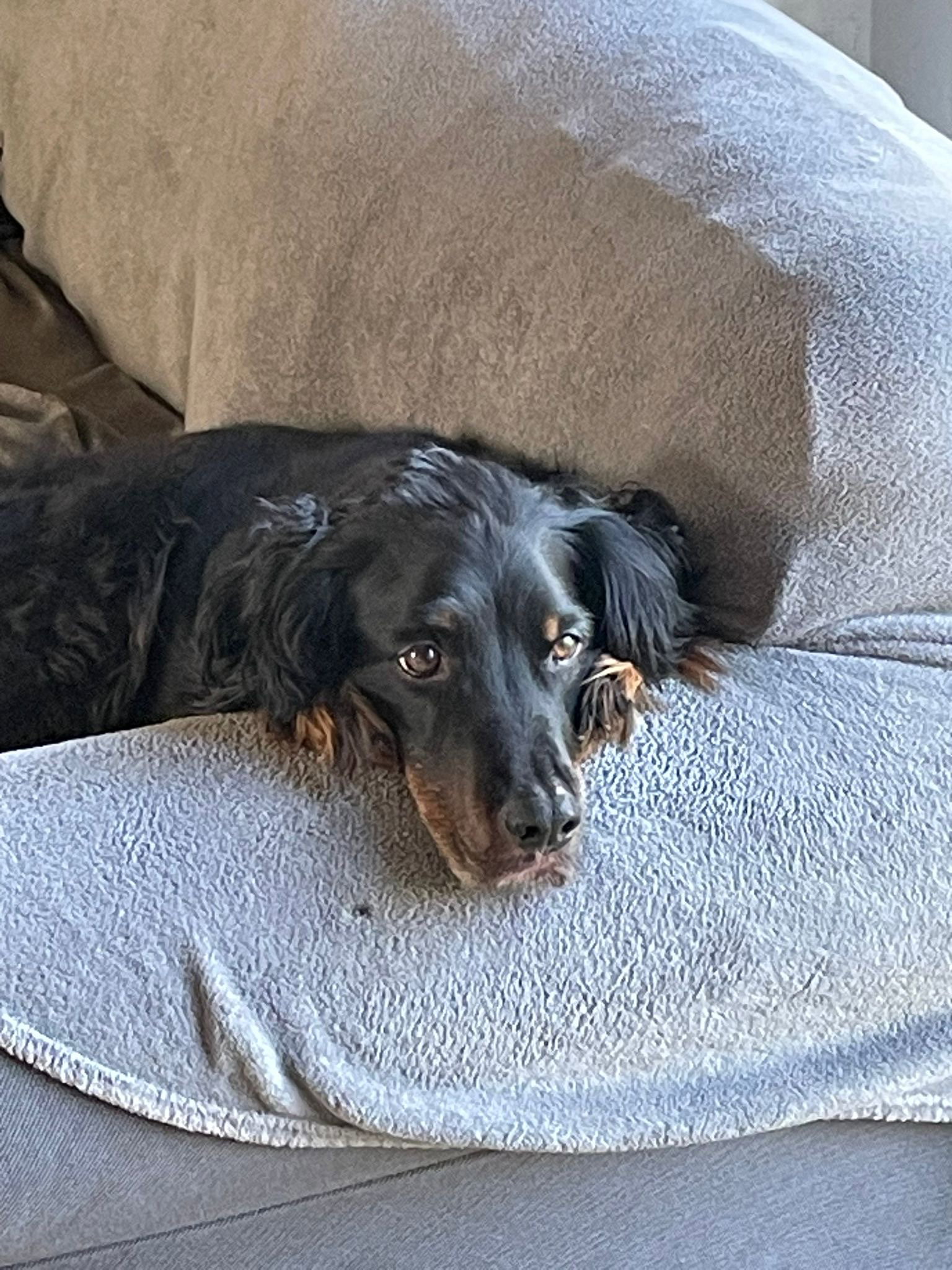 Jane - Chien Setter Gordon à l'adoption (Brabant wallon) | Binôme ...