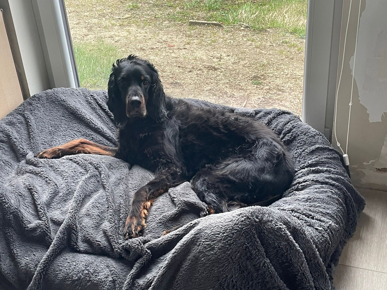 Jane - Chien Setter Gordon à l'adoption (Brabant wallon) | Binôme ...